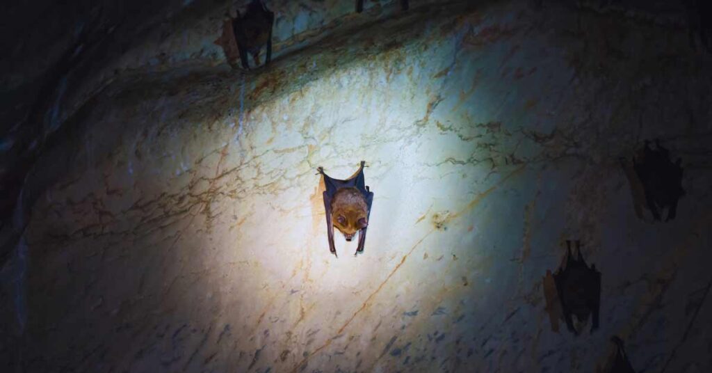 The Complete Guide To Visiting Bran Castle | Balkan Trails