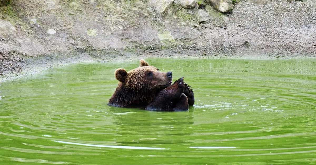 The biggest brown bear sanctuary in the world (Romania)